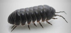 Que faire en cas d’infestation de cloportes? Appelez un exterminateur.